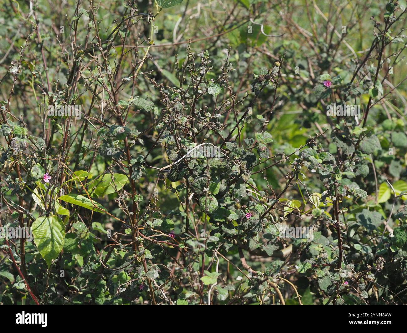 Caesar weed (Urena lobata Stock Photo - Alamy