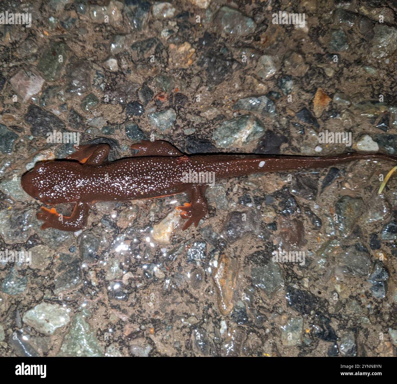 Rough-skinned Newt (Taricha granulosa Stock Photo - Alamy