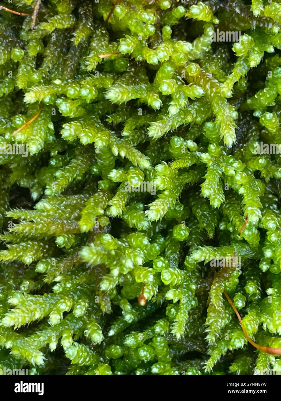 spoon-leaved moss (Bryoandersonia illecebra Stock Photo - Alamy
