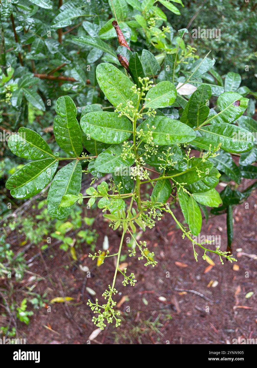 Brazilian pepper (Schinus terebinthifolia Stock Photo - Alamy