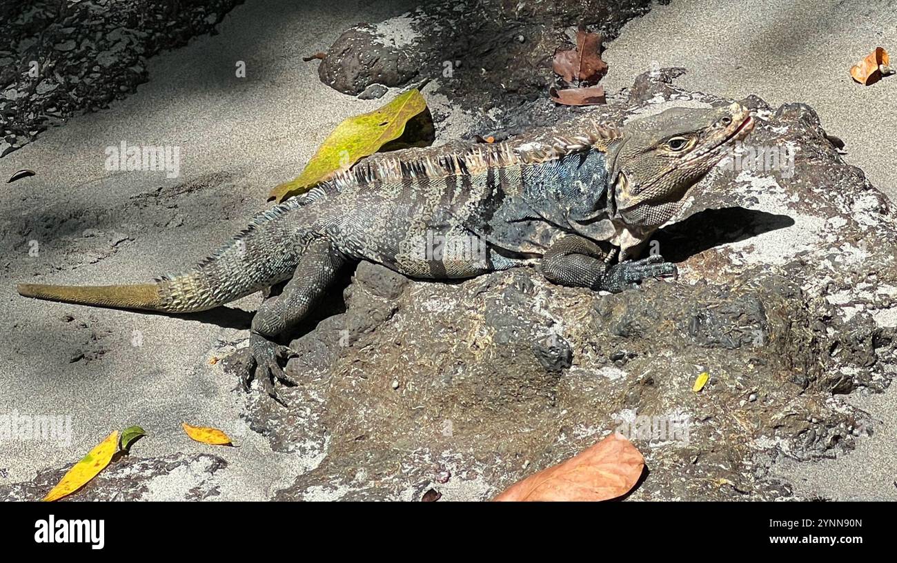 Black Spiny-tailed Iguana (Ctenosaura similis Stock Photo - Alamy