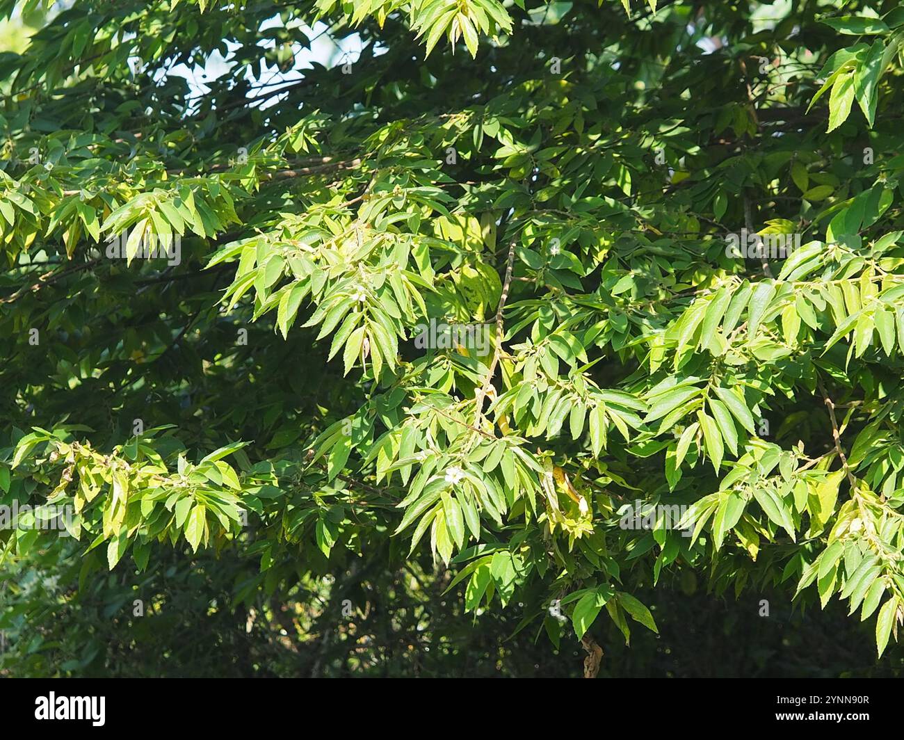calabur tree (Muntingia calabura Stock Photo - Alamy