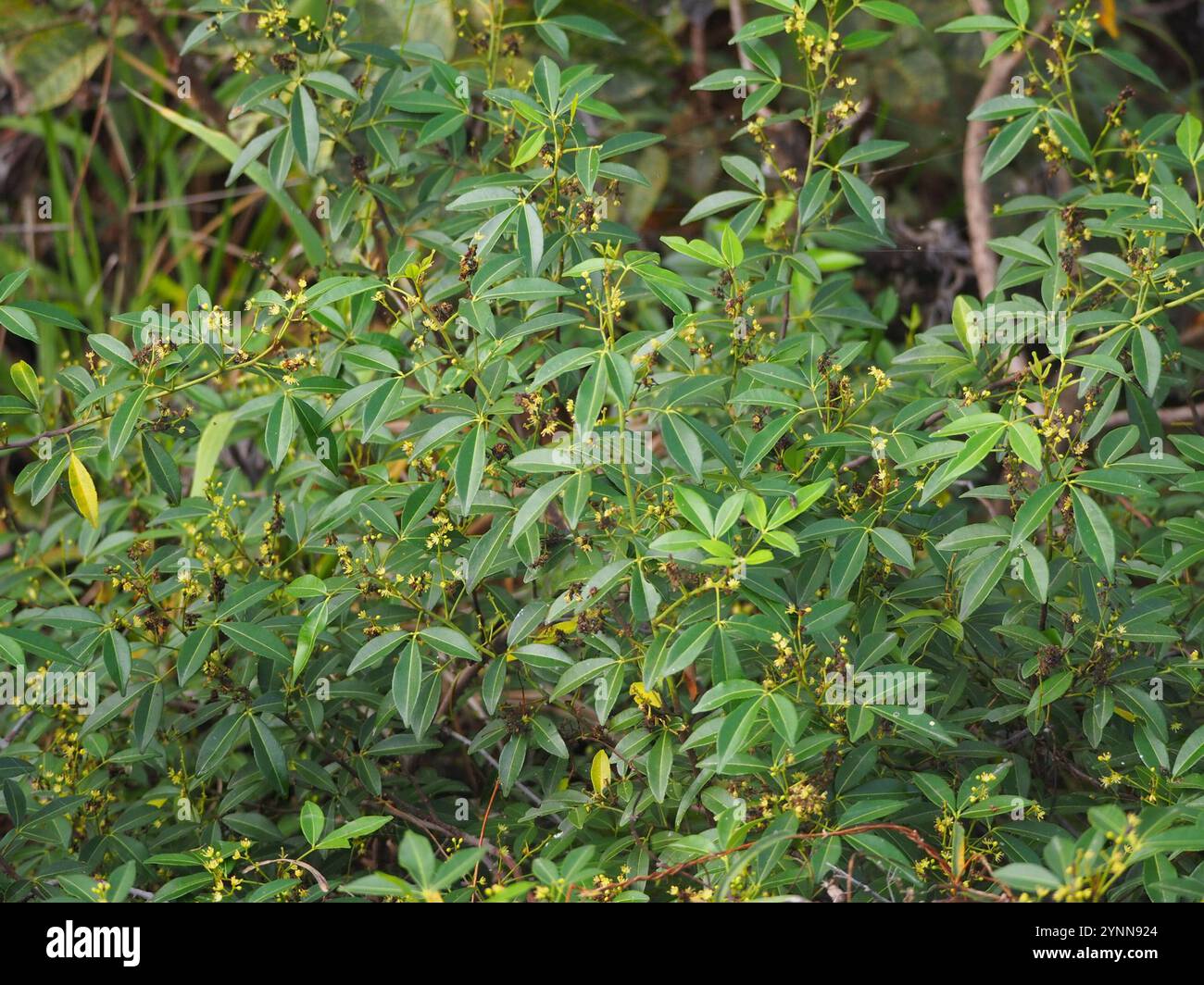 orange climber (Zanthoxylum asiaticum Stock Photo - Alamy