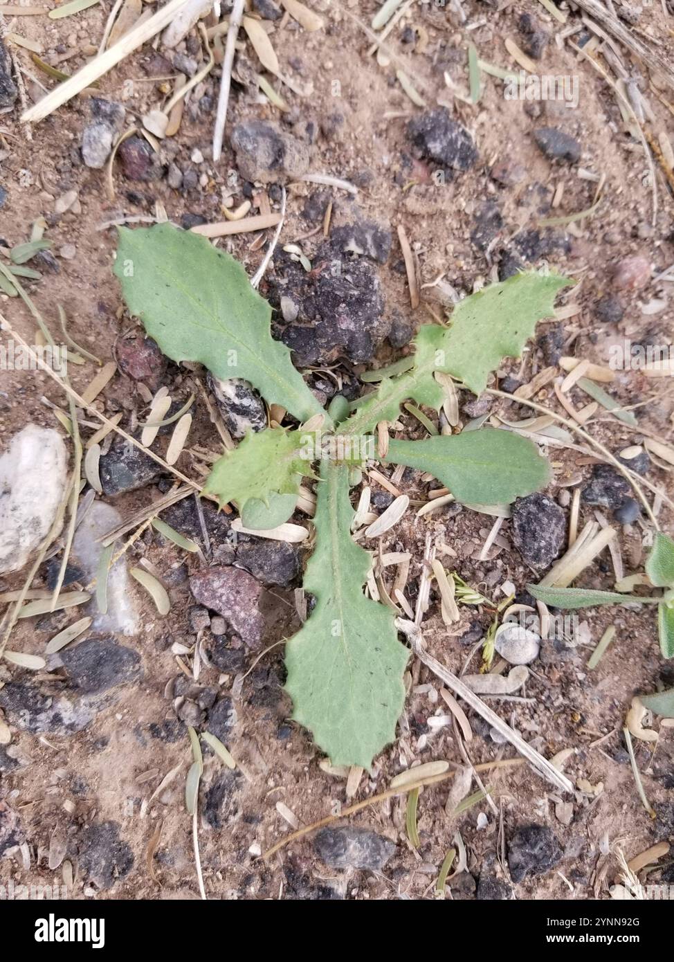 False Hawkbit (Urospermum picroides Stock Photo - Alamy