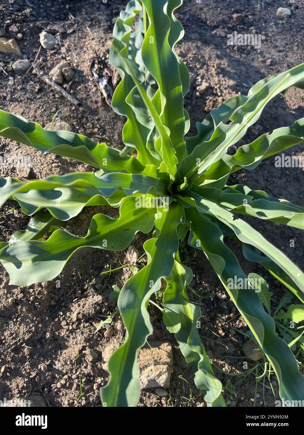 wavy-leafed soap plant (Chlorogalum pomeridianum Stock Photo - Alamy