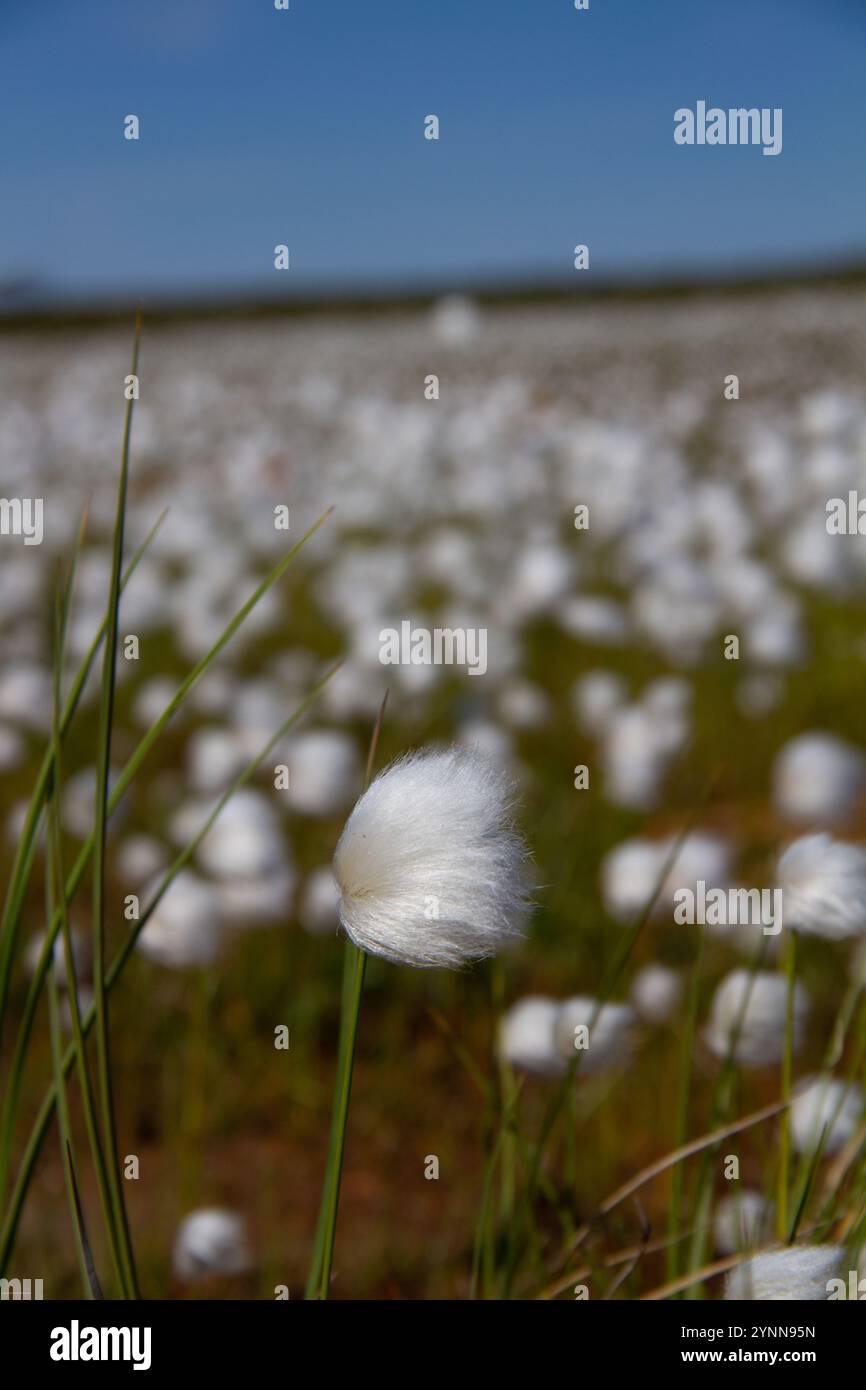 Arctic cotton grass is a perennial Arctic plant and it is one of the most widespread flowering ...