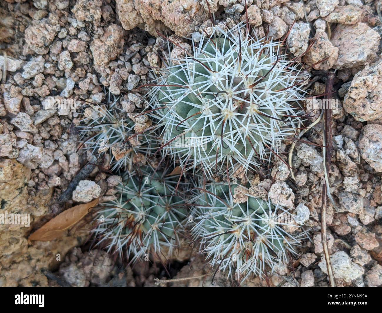 Schummann's Nipple Cactus (Cochemiea schumannii Stock Photo - Alamy