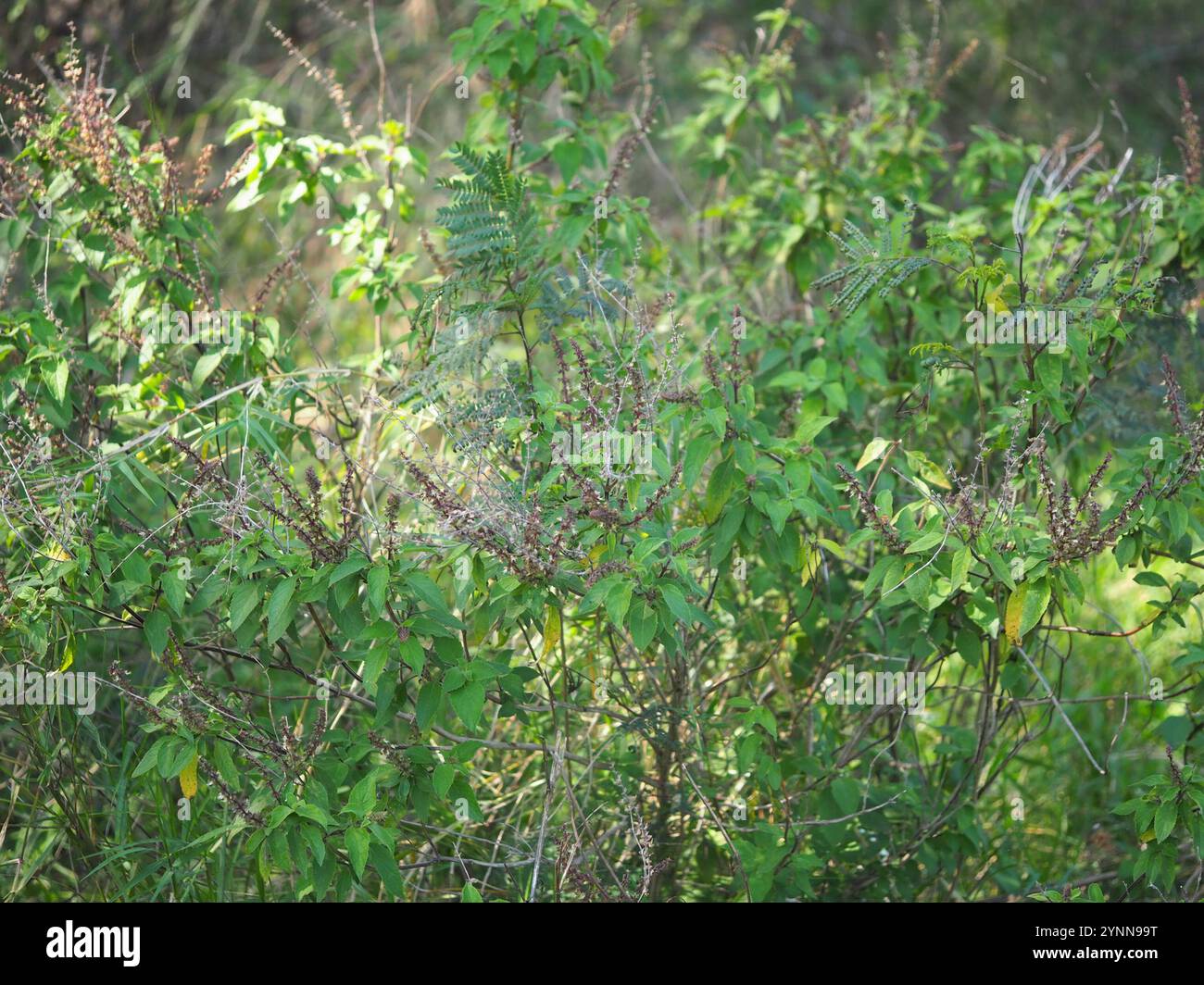 African Basil (Ocimum gratissimum Stock Photo - Alamy