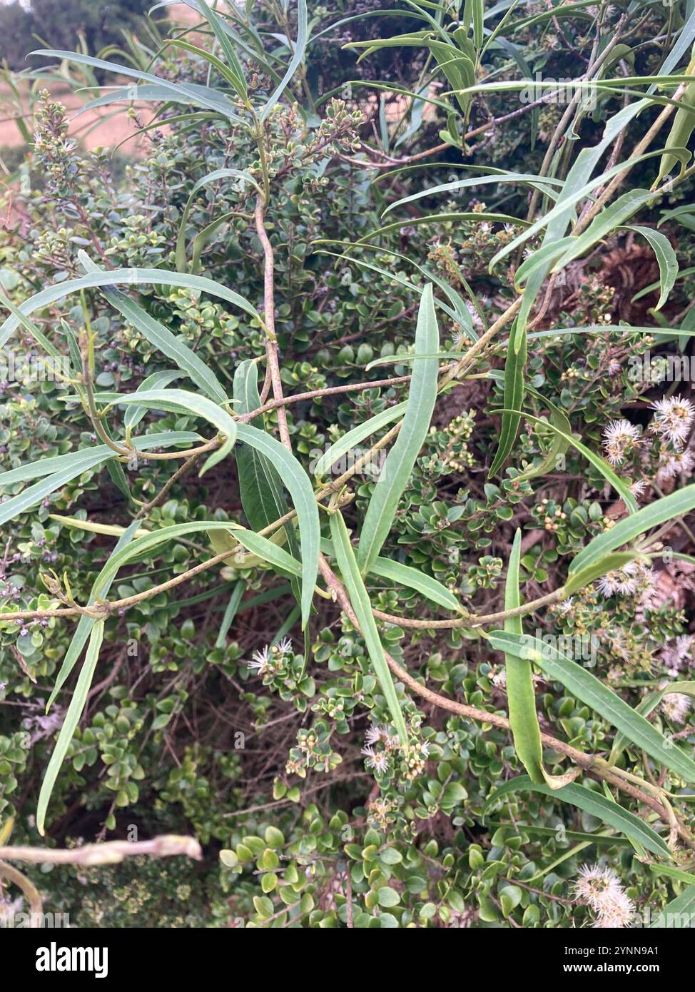 New Zealand jasmine (Parsonsia capsularis Stock Photo - Alamy