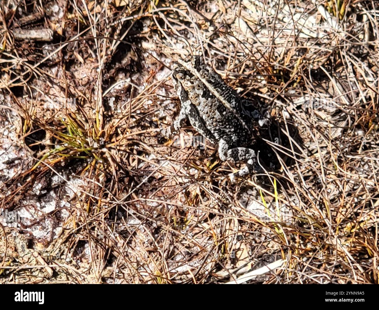Oak toad (anaxyrus quercicus) hi-res stock photography and images - Alamy