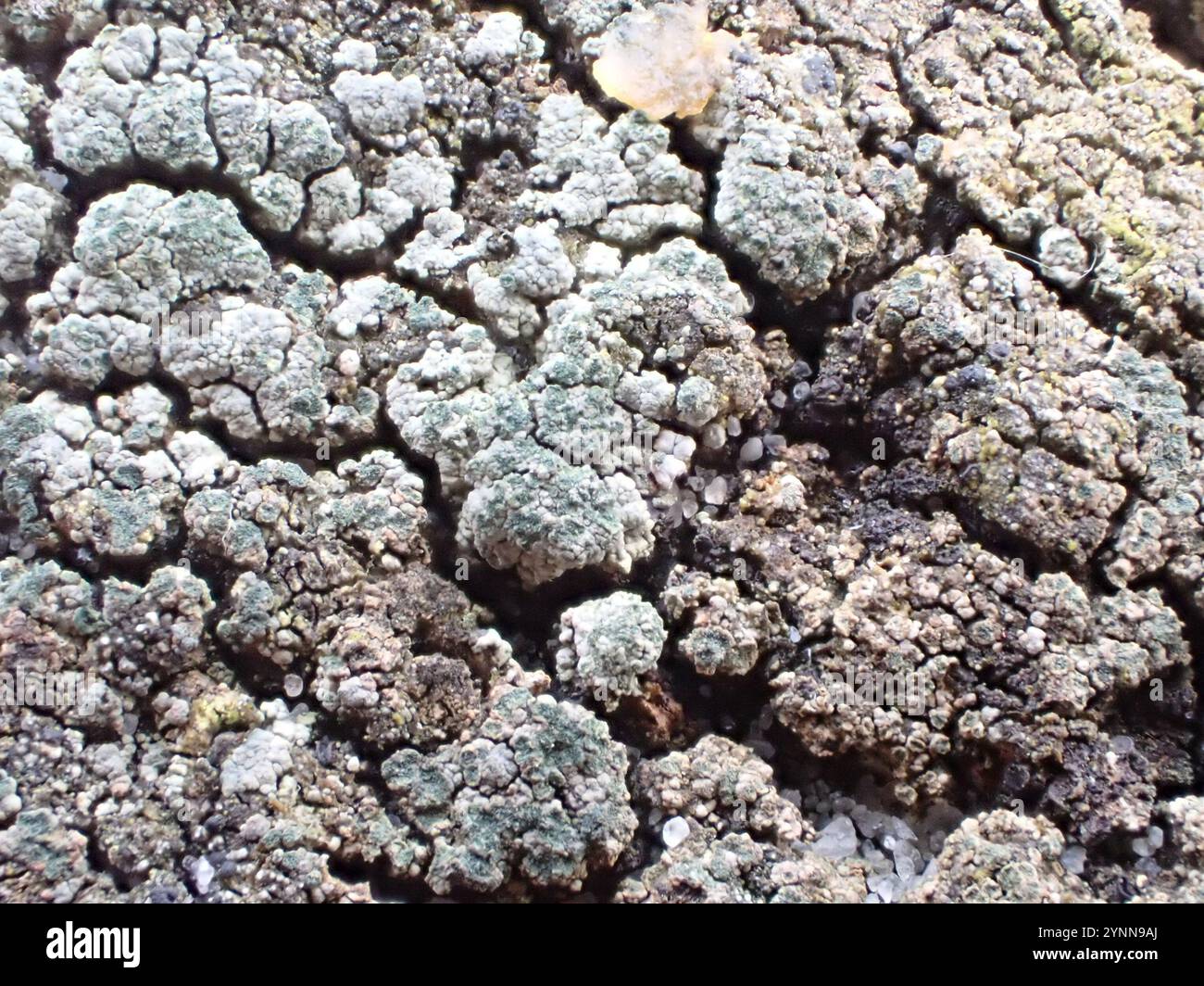 Granular Mottled-disk Lichen (Trapeliopsis granulosa Stock Photo - Alamy