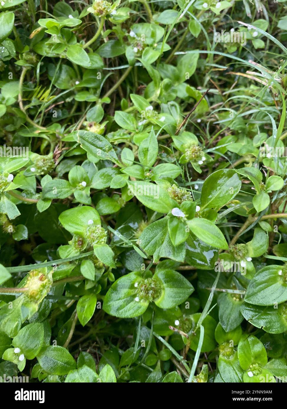 Tropical Mexican Clover (Richardia brasiliensis Stock Photo - Alamy