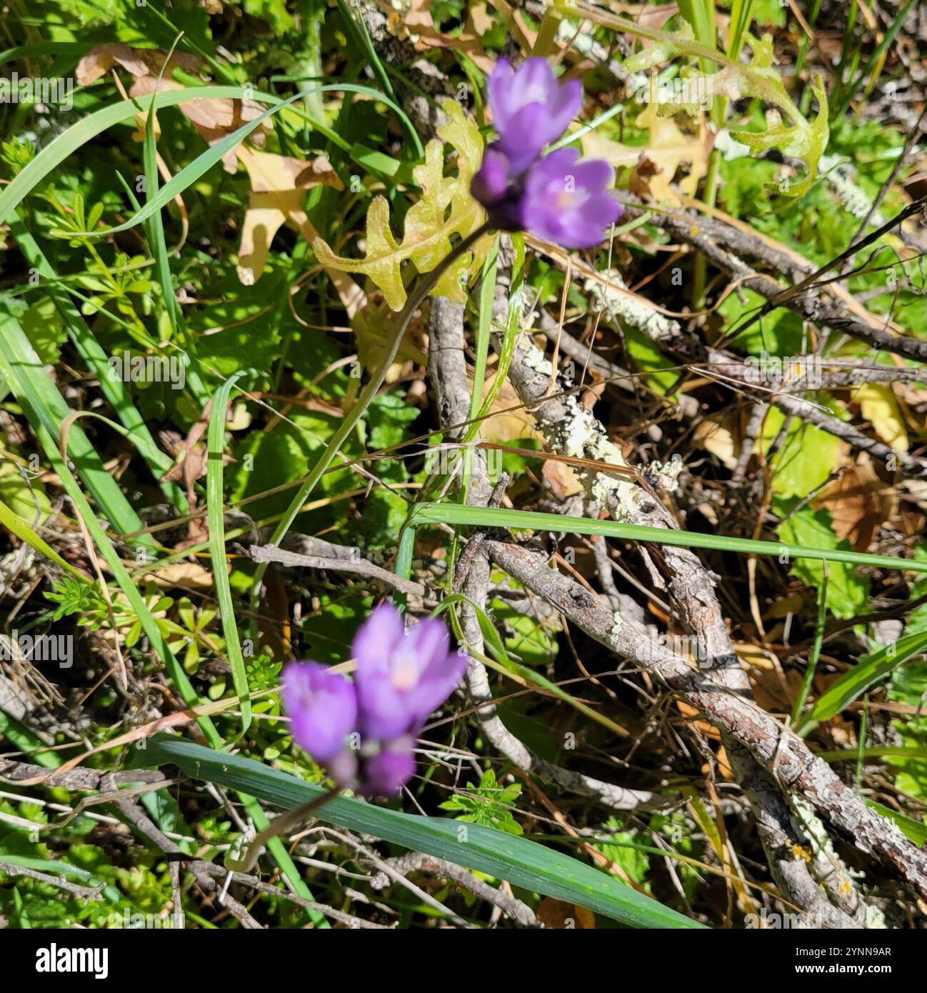 Blue Dicks (Dipterostemon capitatus Stock Photo - Alamy