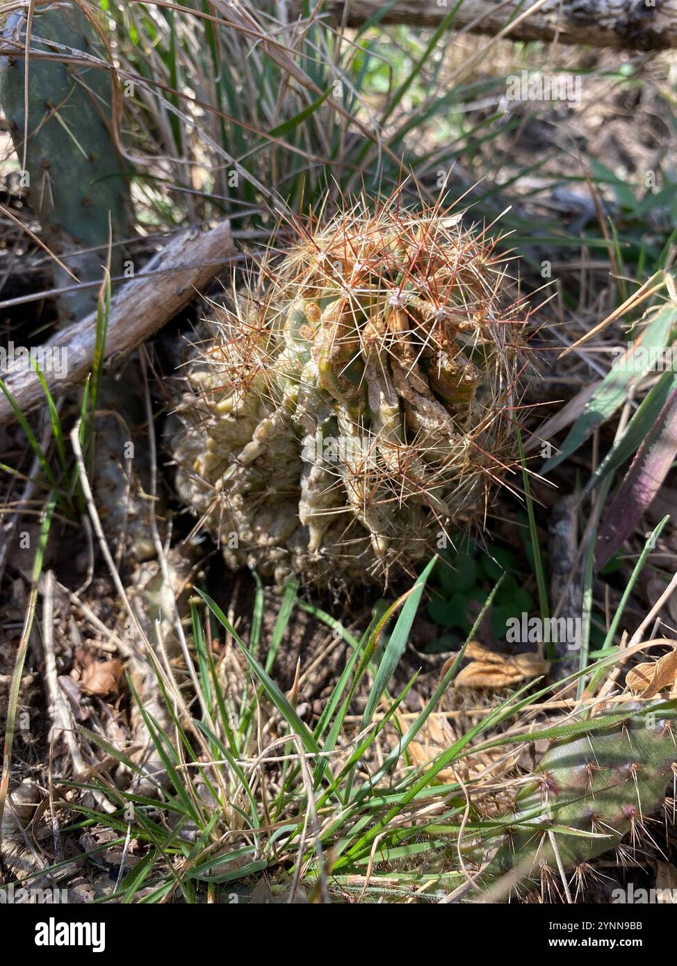 Miniature Barrel Cactus (Hamatocactus setispinus Stock Photo - Alamy