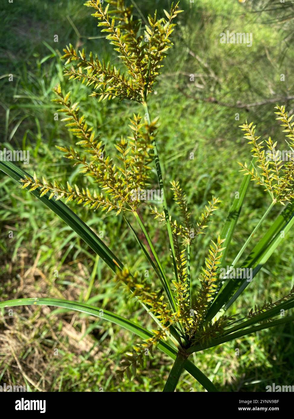 Cyperus exaltatus hi-res stock photography and images - Alamy