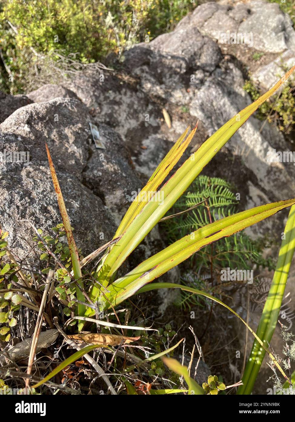 Ink Berry (Dianella nigra Stock Photo - Alamy