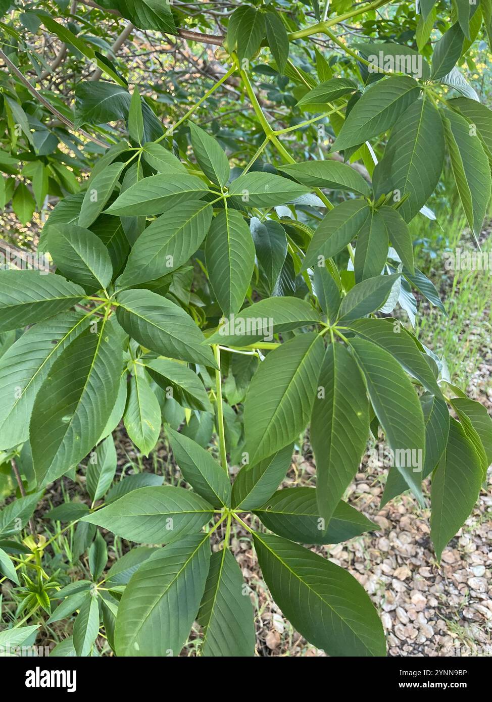 California buckeye (Aesculus californica Stock Photo - Alamy
