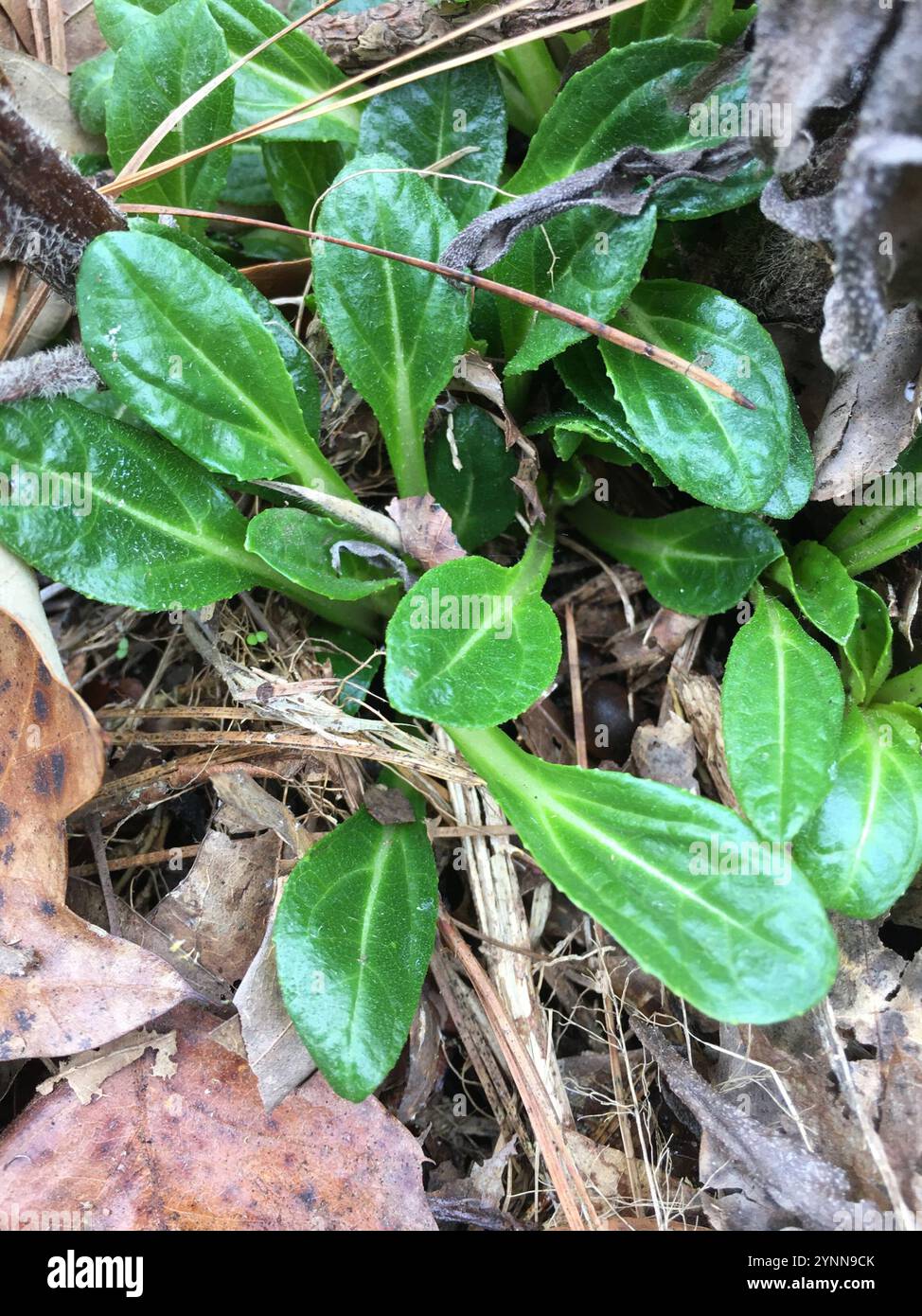 Helianthus simulans hi-res stock photography and images - Alamy