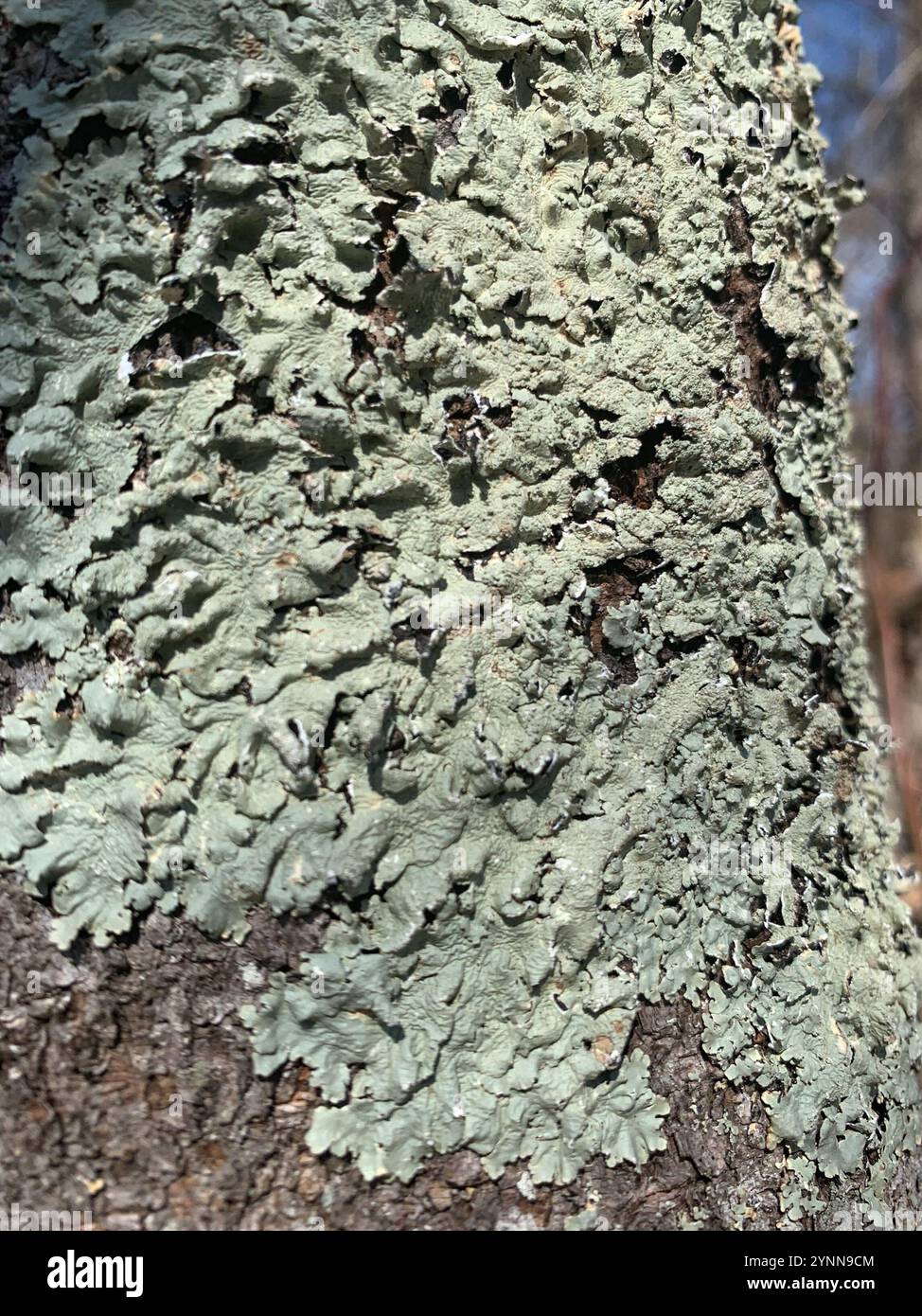 common greenshield lichen (Flavoparmelia caperata Stock Photo - Alamy