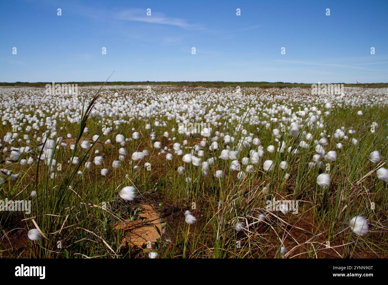 Arctic cotton grass is a perennial Arctic plant and it is one of the ...