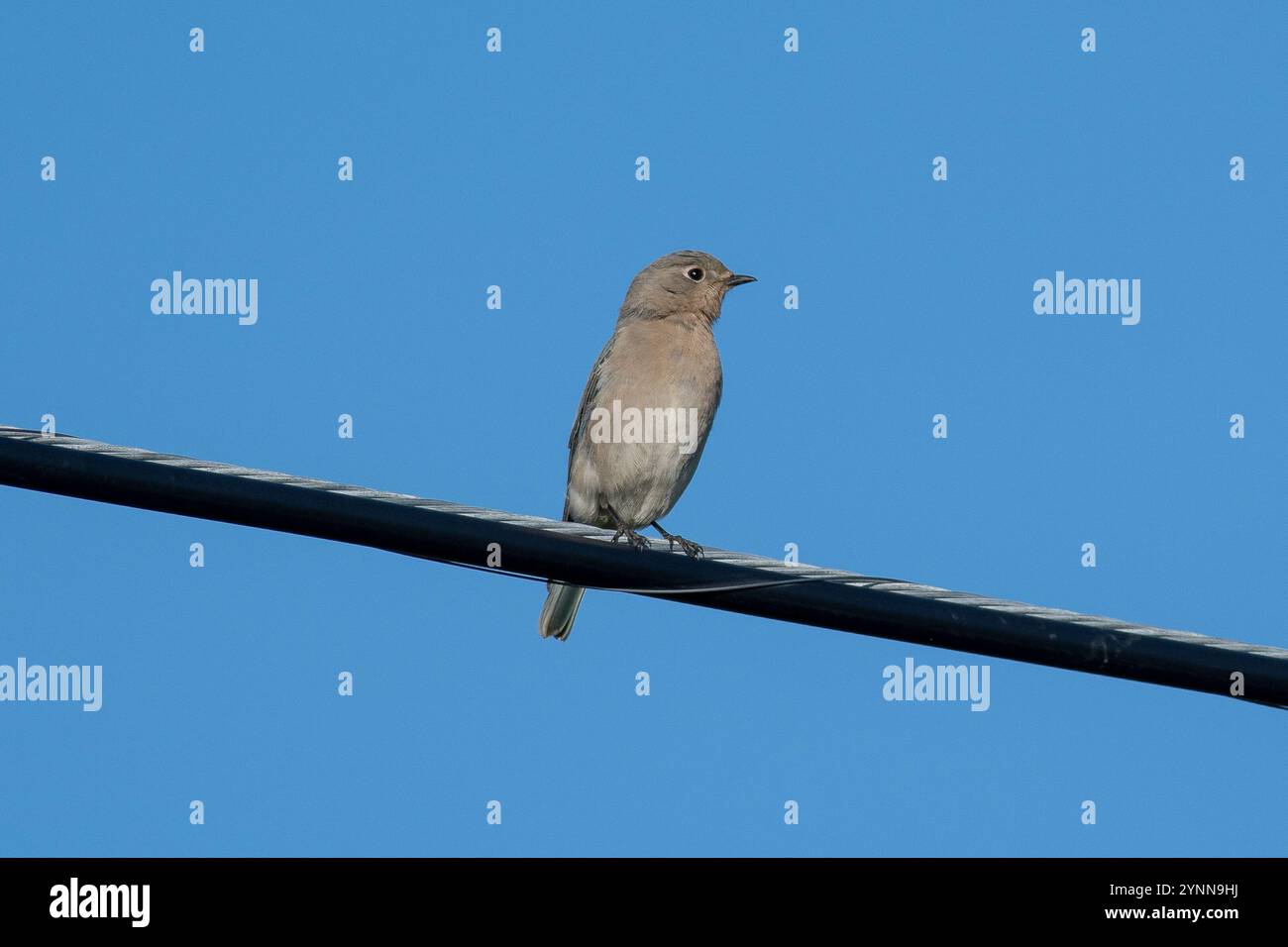 Mountain Bluebird (Sialia currucoides Stock Photo - Alamy