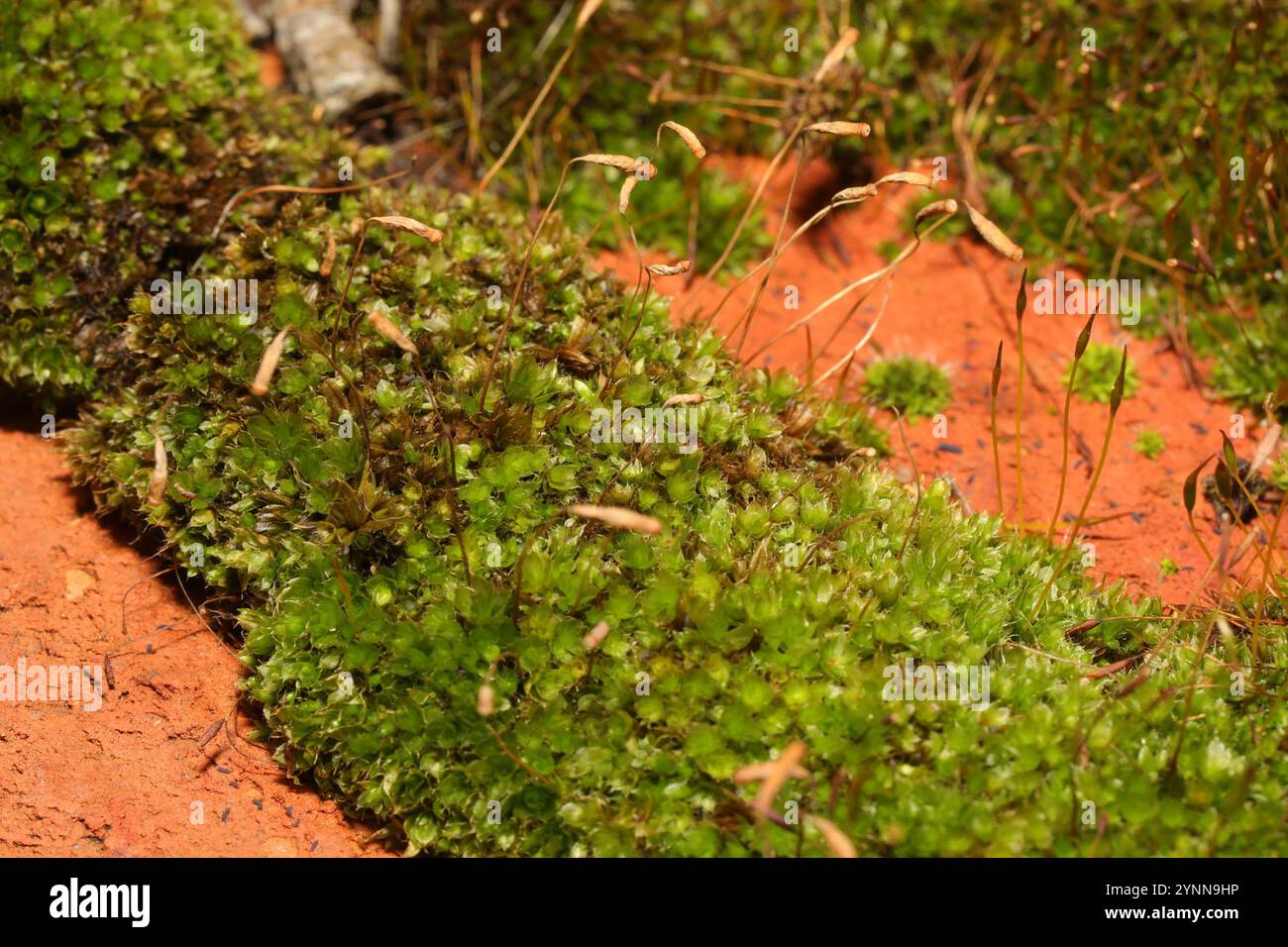 Capillary Thread-moss (Ptychostomum capillare Stock Photo - Alamy