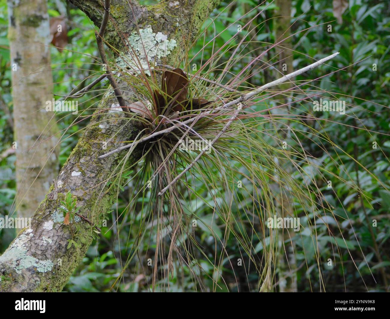 southern needleleaf airplant (Tillandsia setacea Stock Photo - Alamy