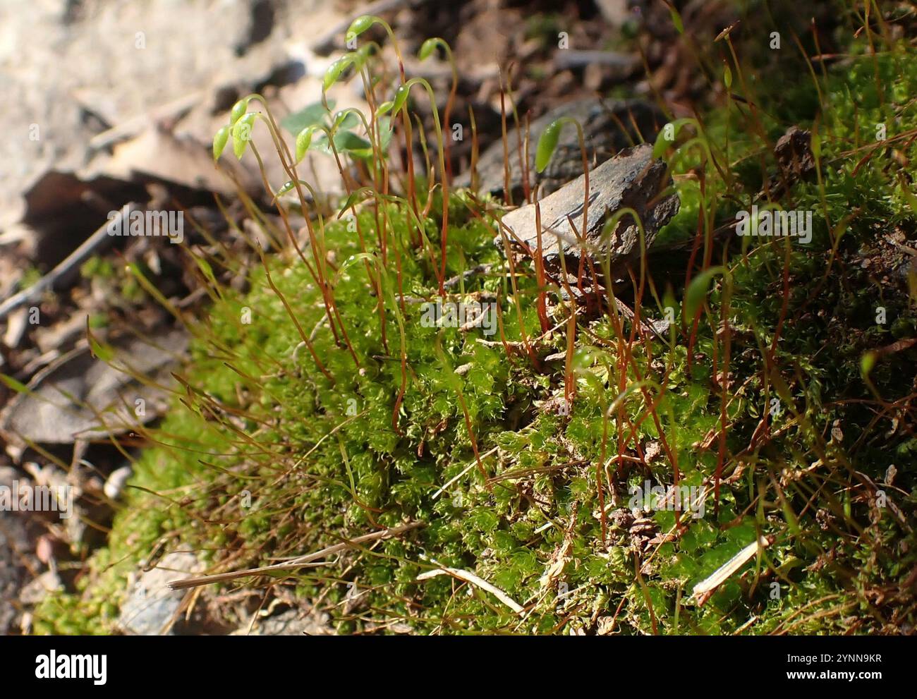 Capillary Thread-moss (Ptychostomum capillare Stock Photo - Alamy