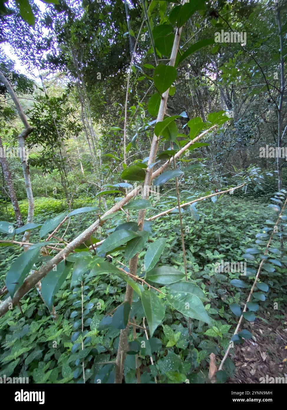 Cockspur Thorn (Maclura cochinchinensis Stock Photo - Alamy
