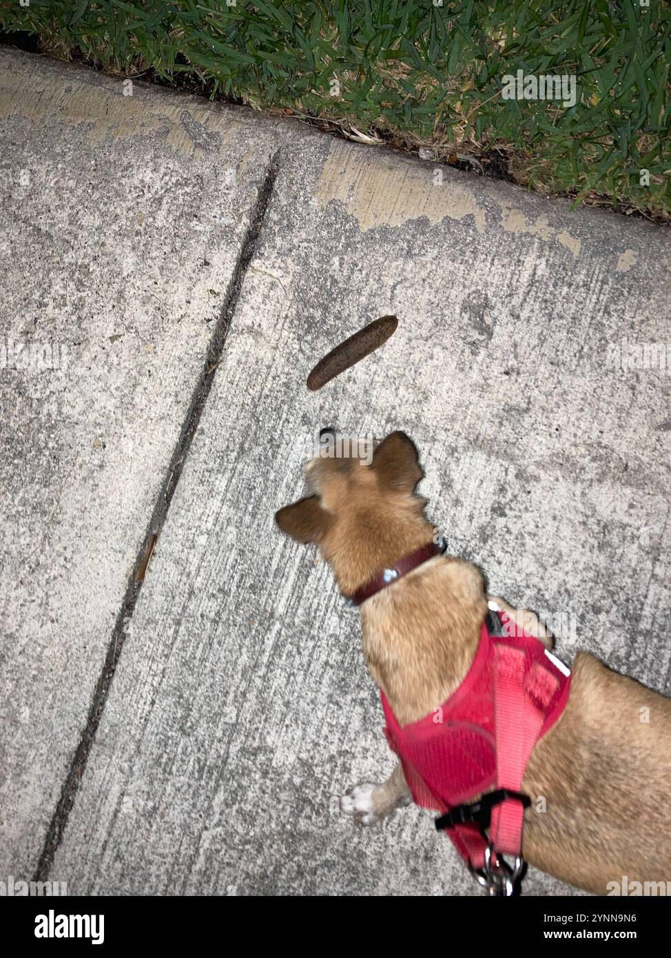 Florida Leatherleaf Slug (Leidyula floridana Stock Photo - Alamy