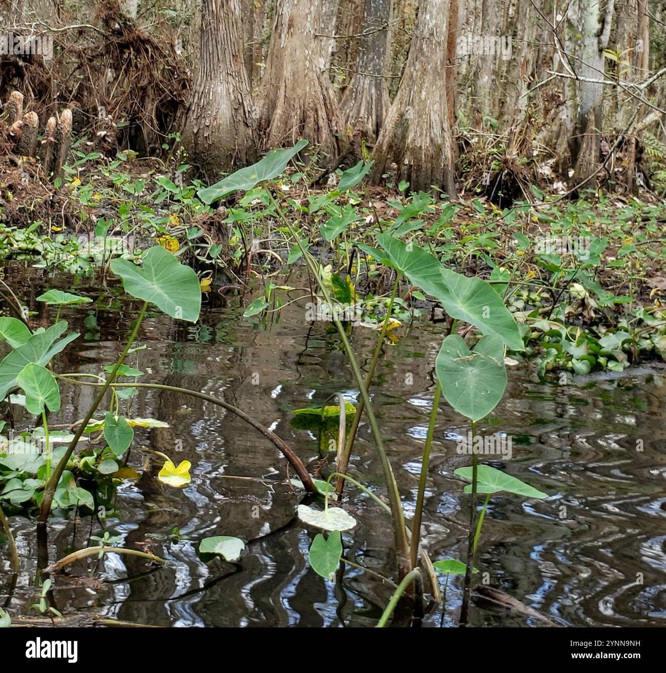 Taro (Colocasia esculenta Stock Photo - Alamy