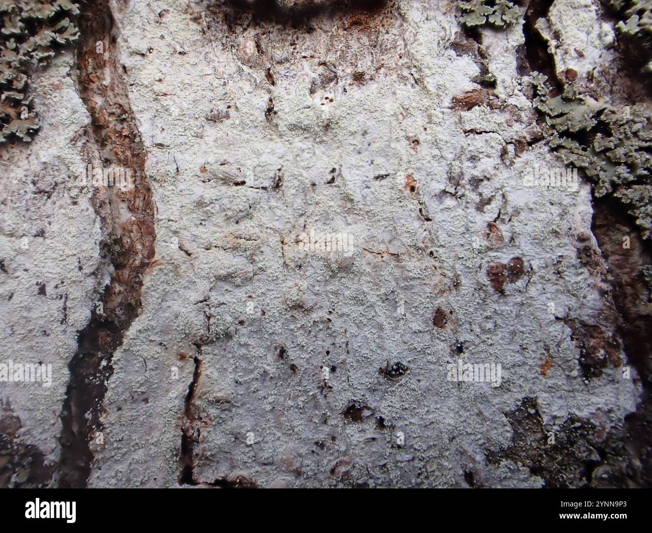common lichens (Lecanoromycetes Stock Photo - Alamy