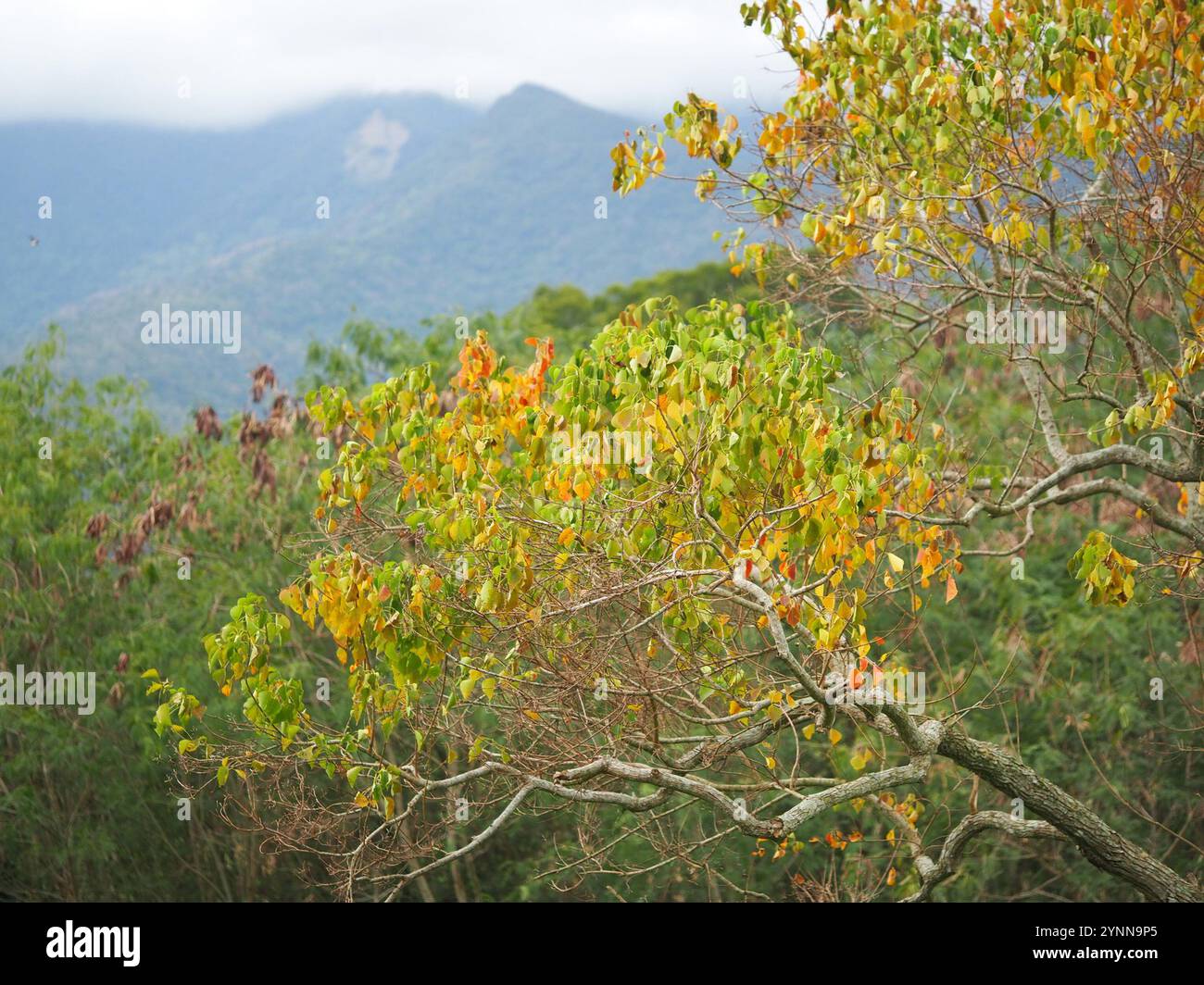 Chinese Tallow (Triadica sebifera Stock Photo - Alamy