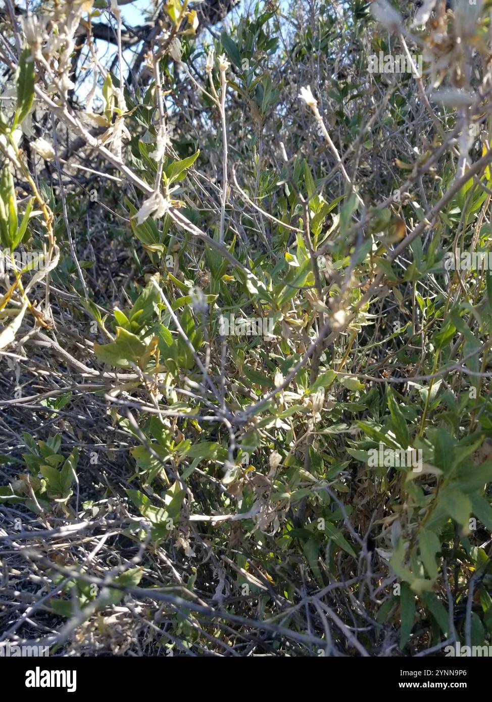 American threefold (Trixis californica Stock Photo - Alamy