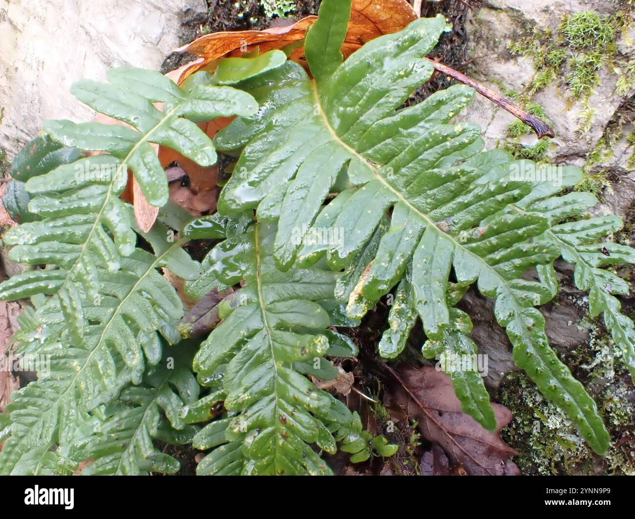 common polypody (Polypodium vulgare Stock Photo - Alamy