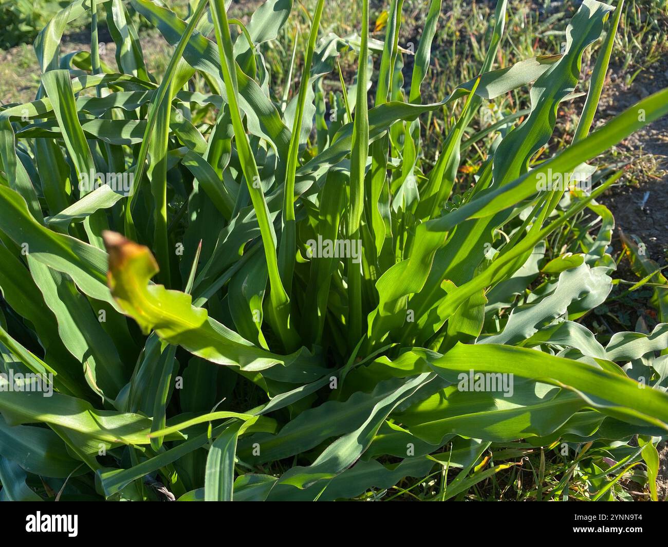 wavy-leafed soap plant (Chlorogalum pomeridianum Stock Photo - Alamy