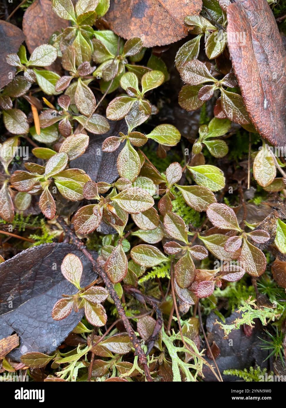 Twinflower (Linnaea borealis Stock Photo - Alamy