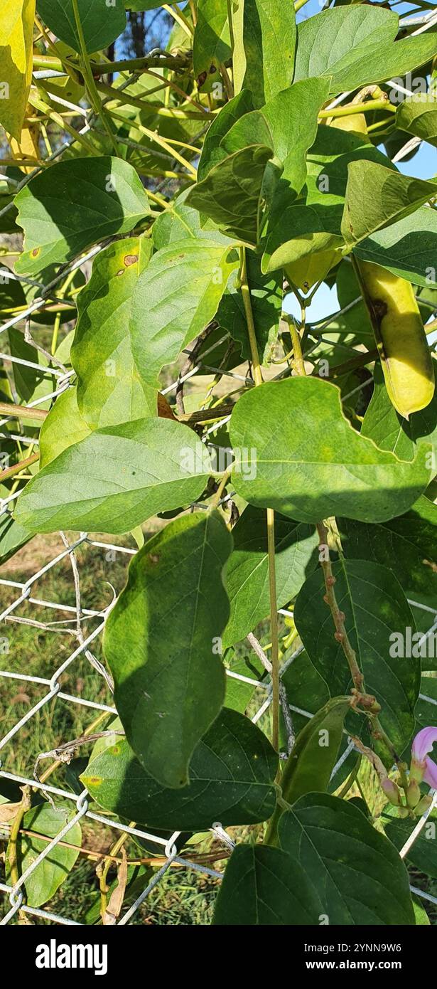 Wild Jack Bean (Canavalia papuana Stock Photo - Alamy
