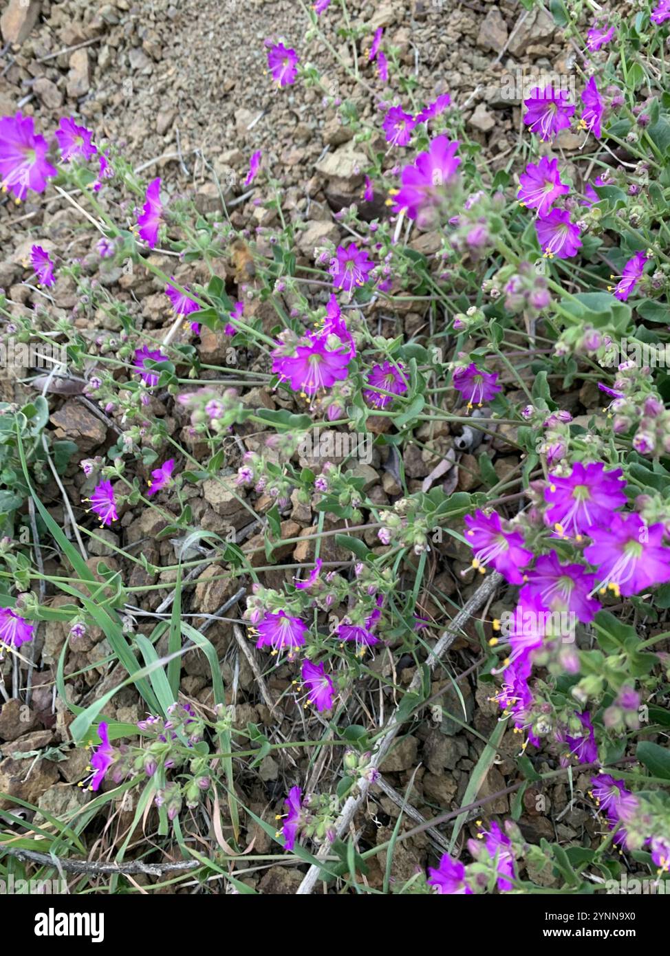 Wishbone Bush (Mirabilis laevis Stock Photo - Alamy