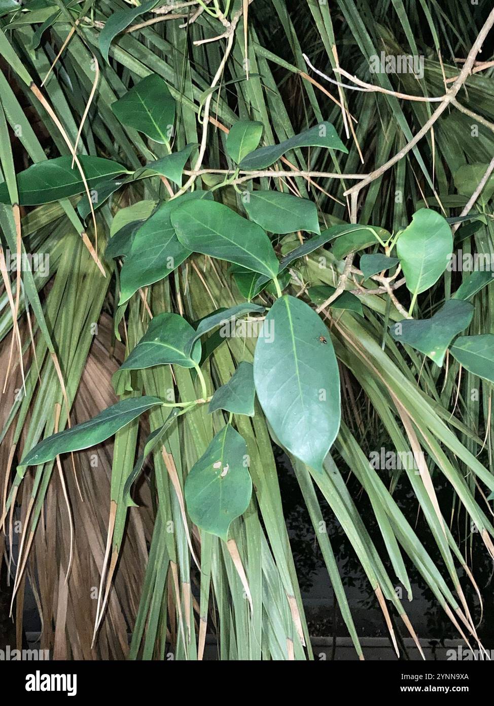 Florida Strangler Fig (Ficus aurea Stock Photo - Alamy