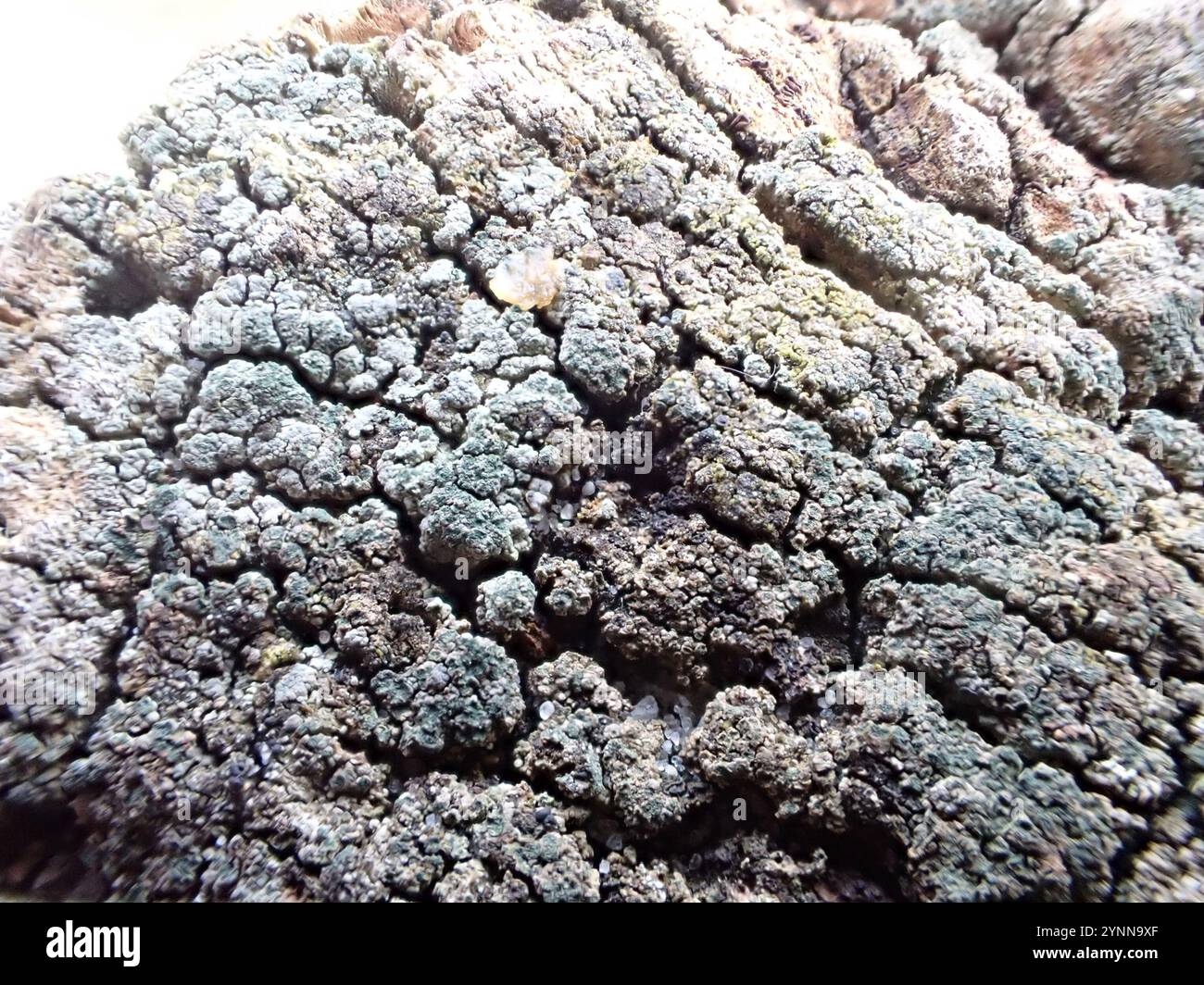Granular Mottled-disk Lichen (Trapeliopsis granulosa Stock Photo - Alamy