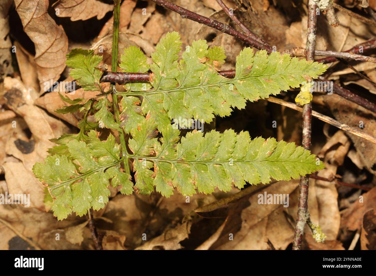 broad buckler-fern (Dryopteris dilatata Stock Photo - Alamy