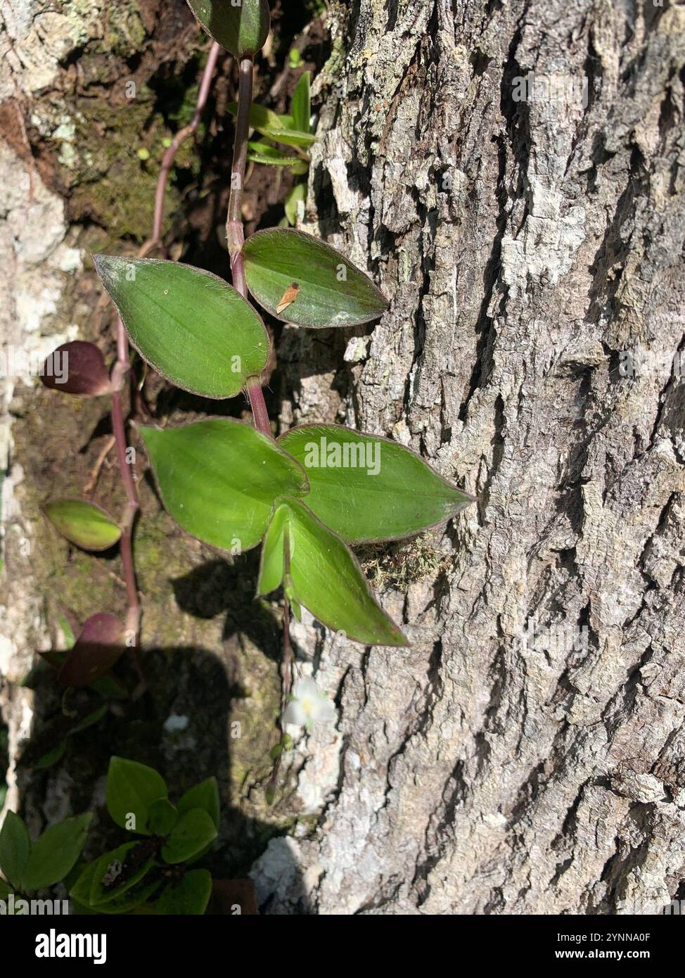 Turtle Vine (Callisia repens Stock Photo - Alamy