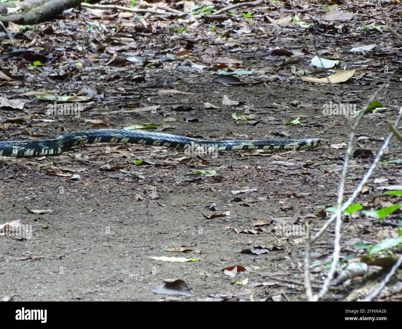 Chicken Snake (Spilotes pullatus Stock Photo - Alamy