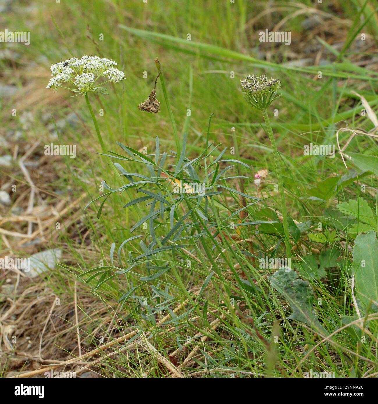 carrot family (Apiaceae Stock Photo - Alamy