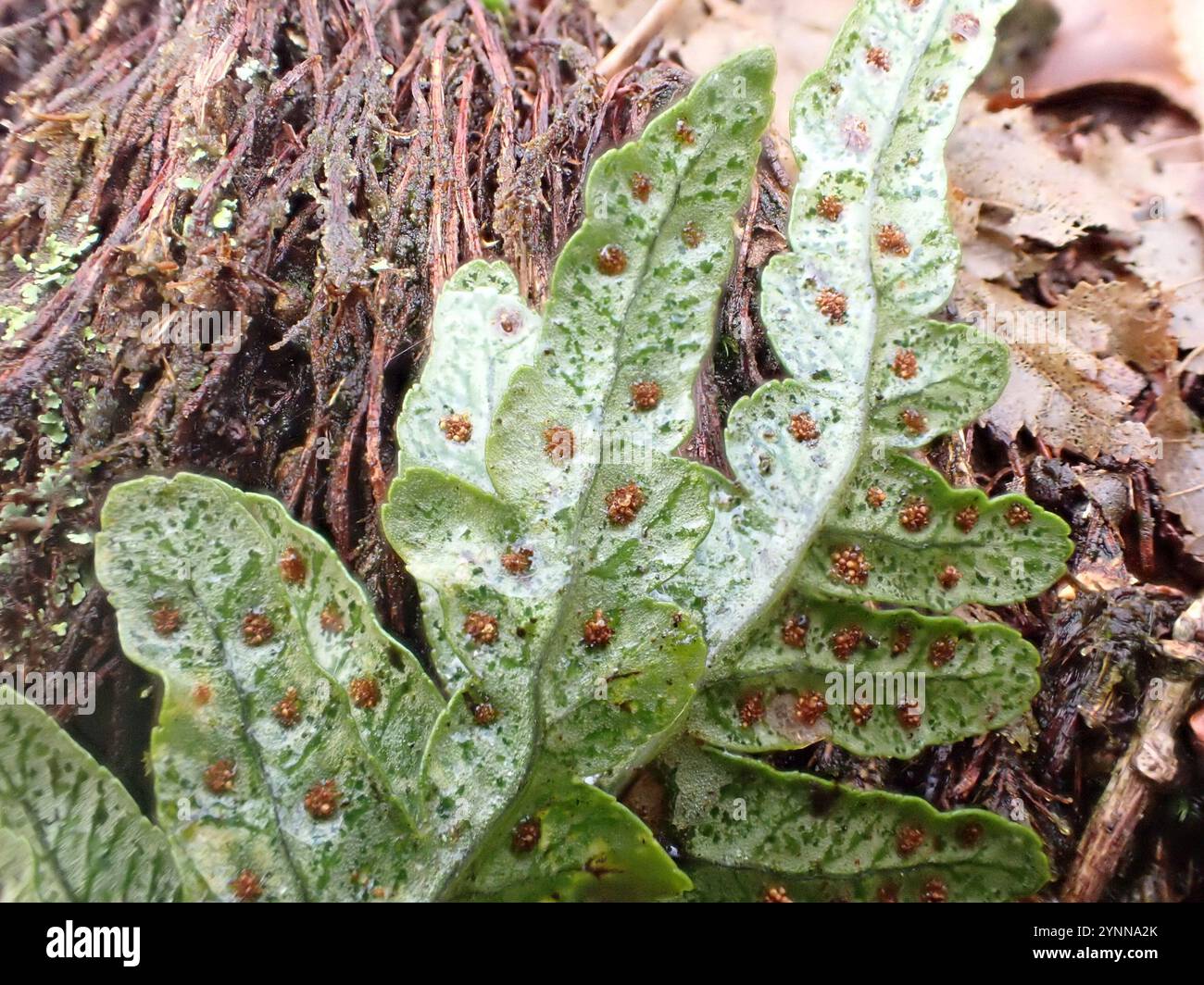 common polypody (Polypodium vulgare Stock Photo - Alamy