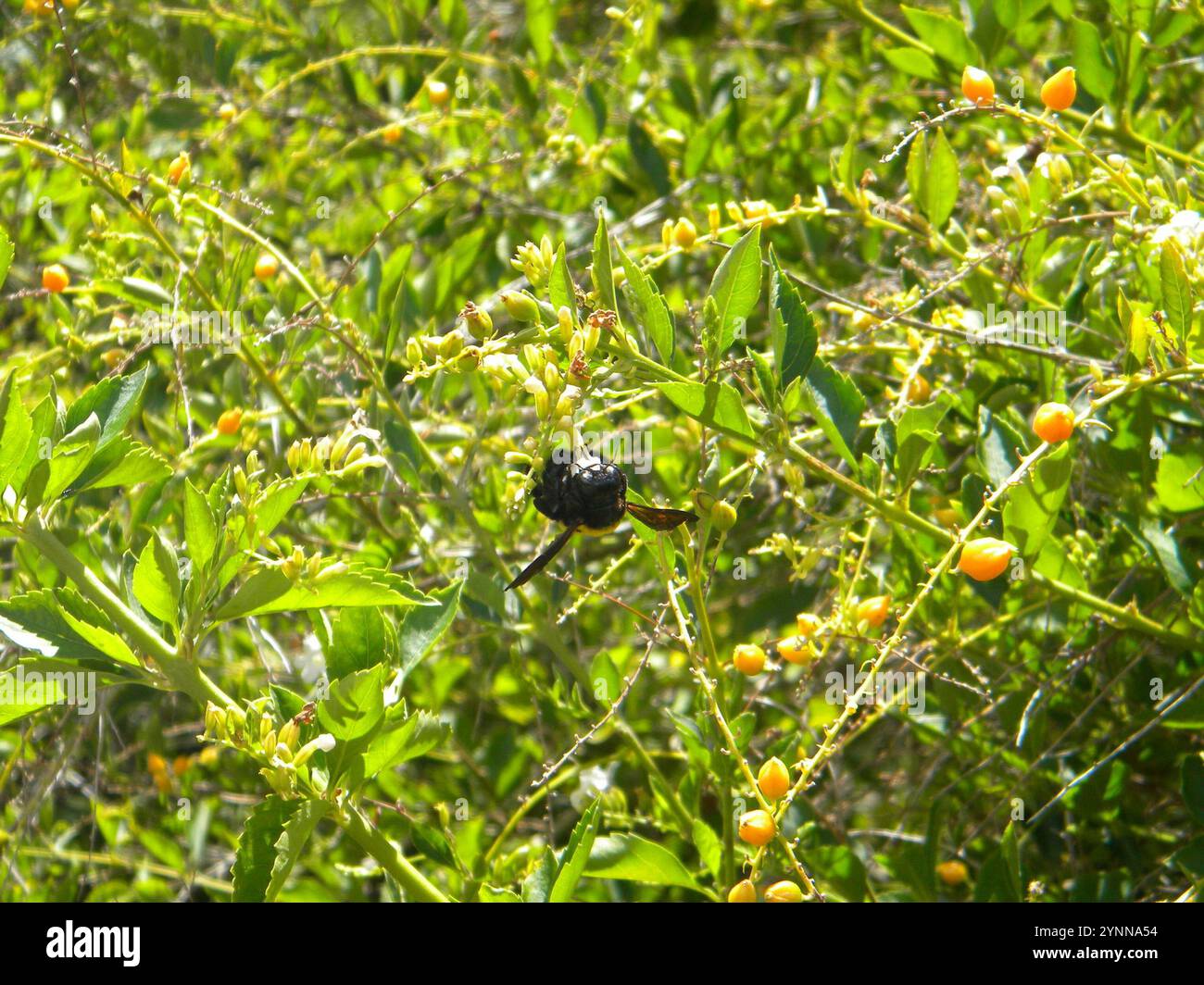 Xylocopa caffra hi-res stock photography and images - Alamy