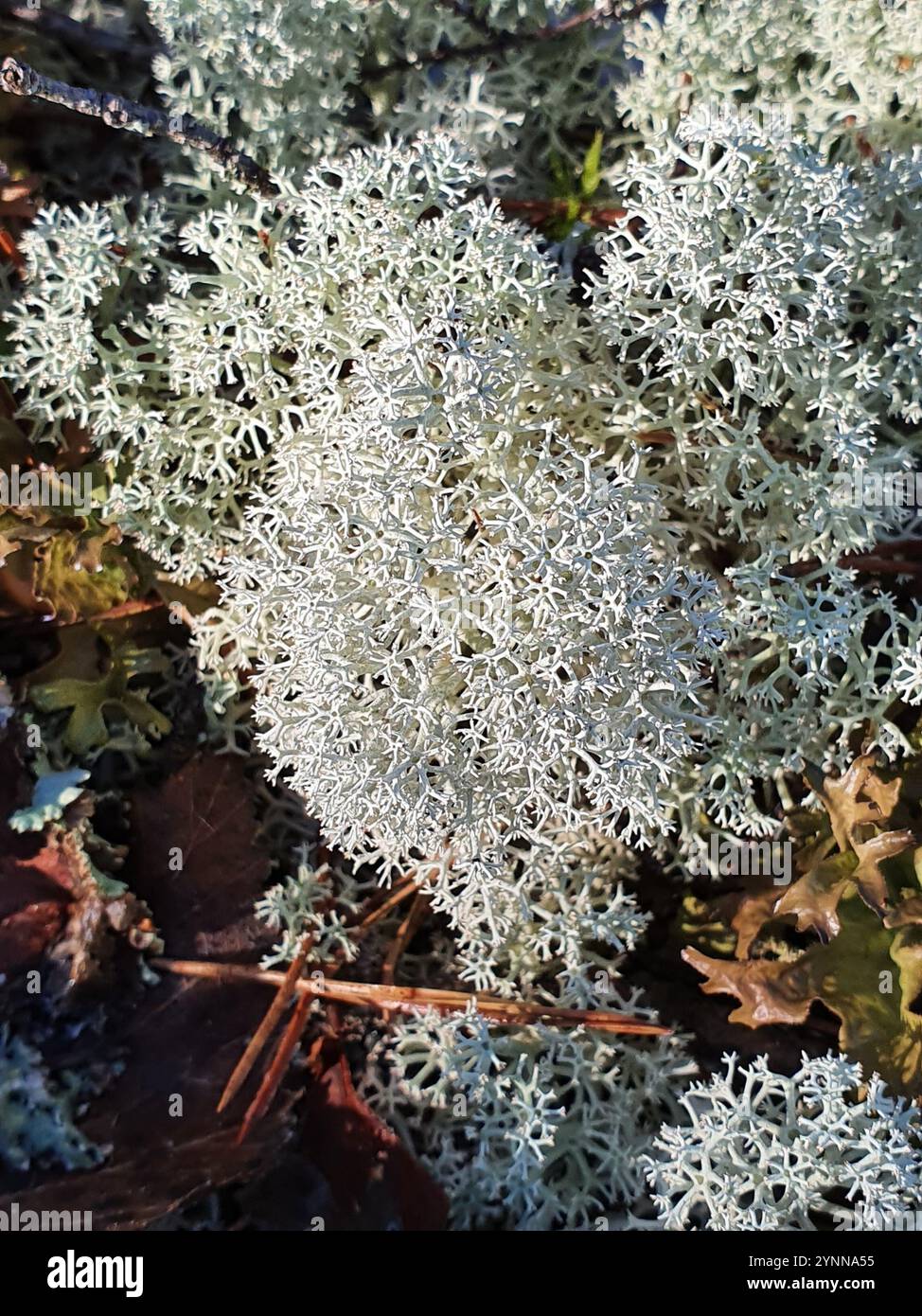 Star-tipped Reindeer Lichen (Cladonia stellaris Stock Photo - Alamy