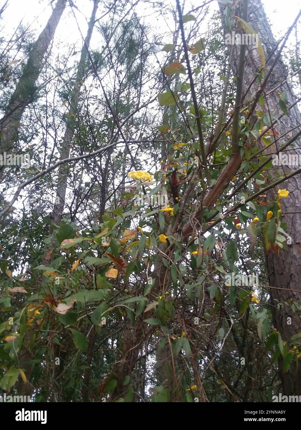 yellow jessamine (Gelsemium sempervirens Stock Photo - Alamy