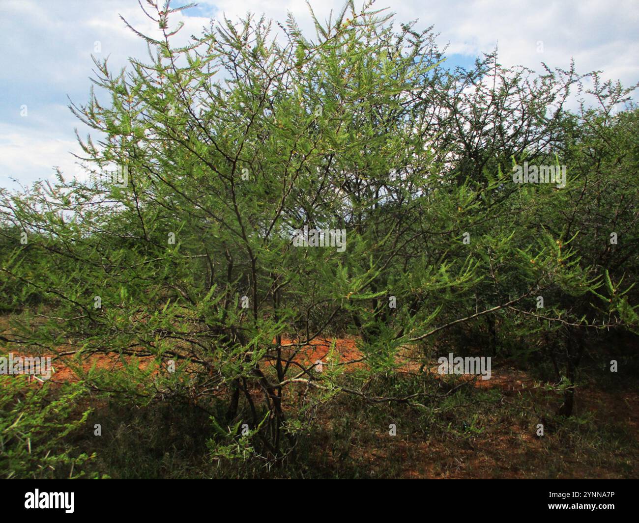 thorn trees (Vachellia Stock Photo - Alamy